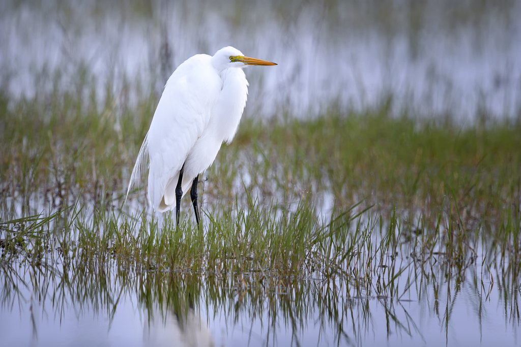 Great Egret (Birds of the Preserve at Shaker Village) · iNaturalist