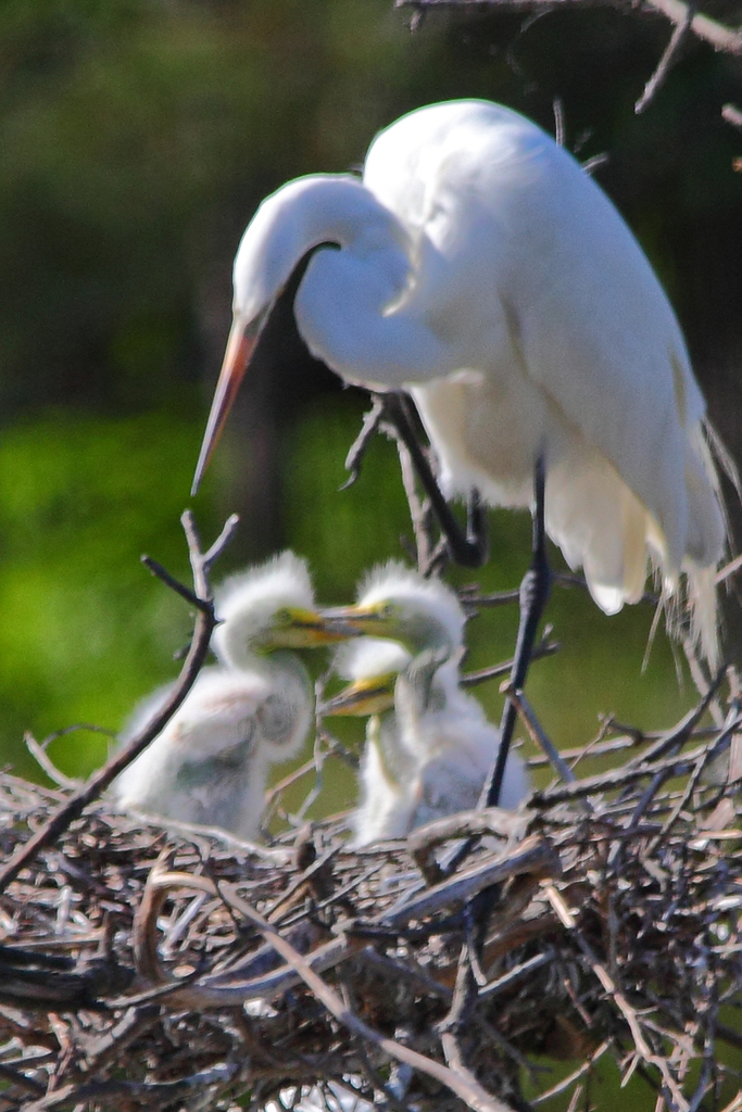 Great Egret (Birds of the Preserve at Shaker Village) · iNaturalist