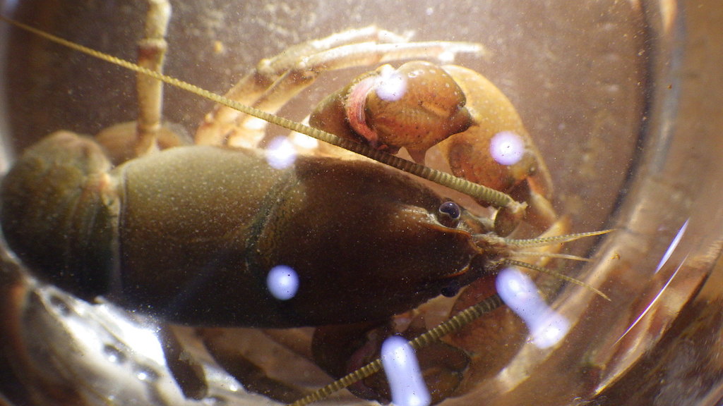 Eastern Crayfish from Huntingdon Valley, Bryn Athyn, PA, USA on January ...