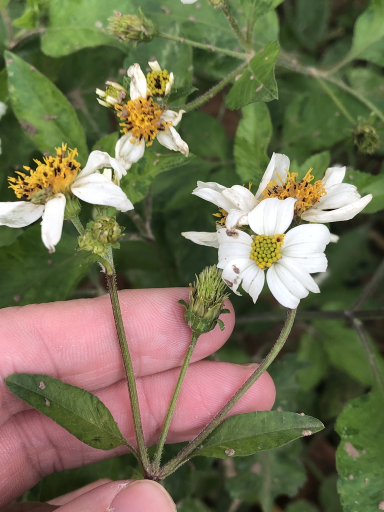 White beggarticks from Buffalo Bayou Park, Houston, TX, US on January ...