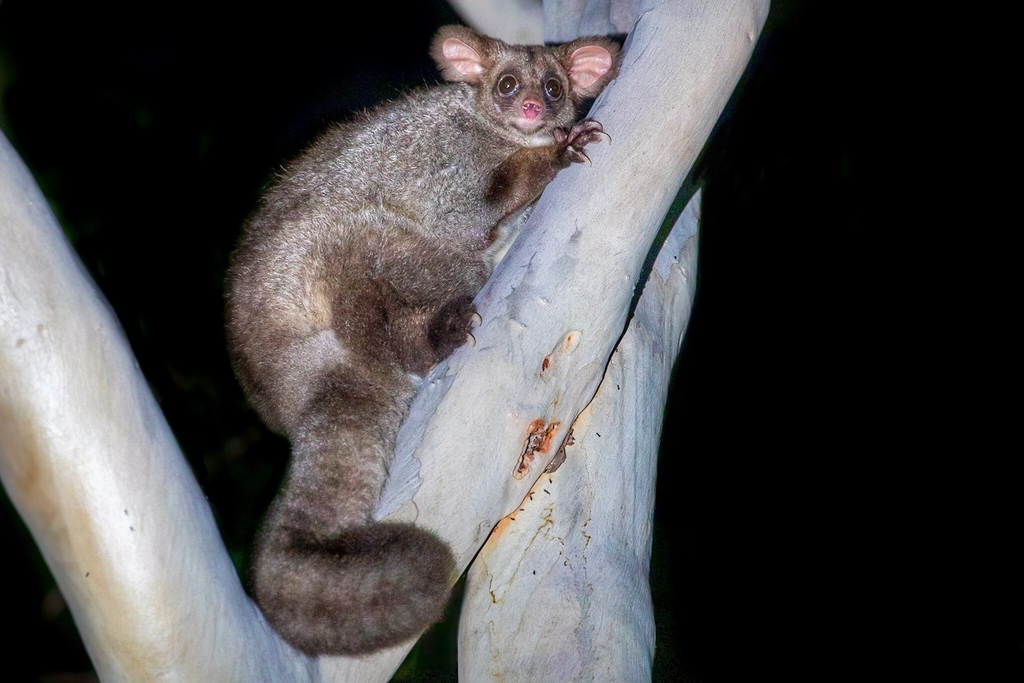 Greater Glider (Cedar Creek) · iNaturalist