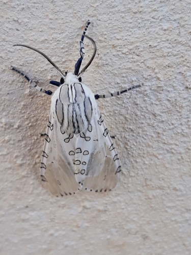 Hypercompe mus · iNaturalist