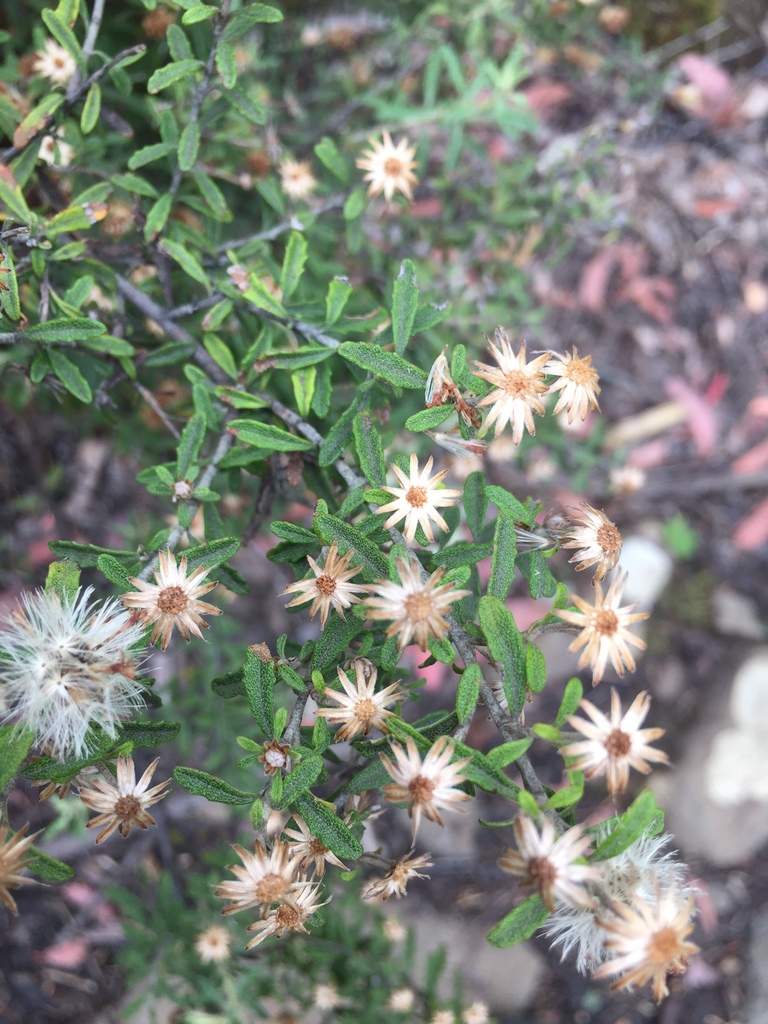 Asthma Bush from Wellington Range, Wellington Park, TAS, AU on January ...