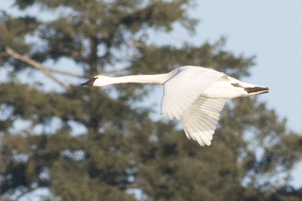 Tundra Swan from Esquimalt Lagoon, Colwood, BC, Canada on January 12 ...