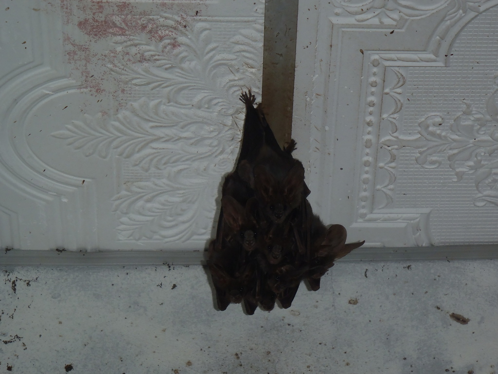 Lesser false vampire bat from Tarutao, TH-SA-SA, TH-SA, TH on January ...