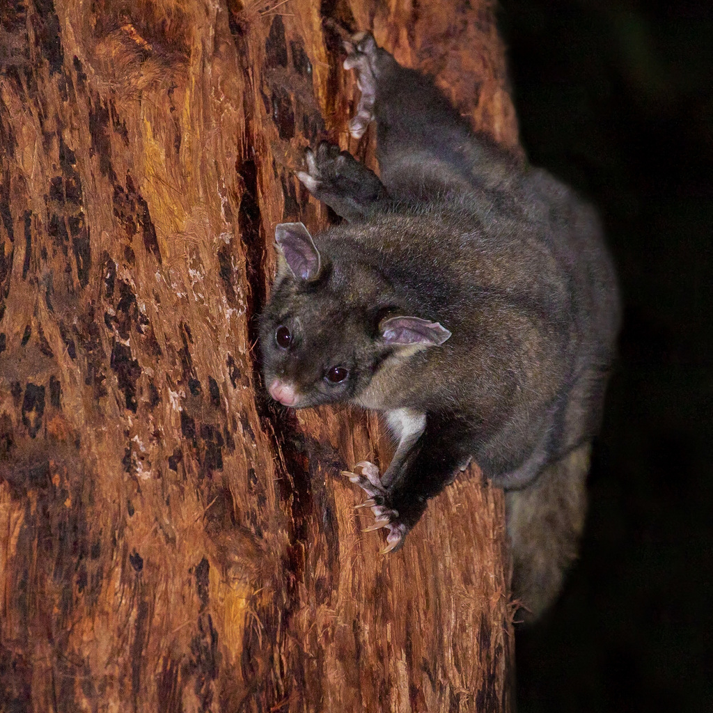 Northern Yellow-bellied Glider in October 2018 by David White · iNaturalist