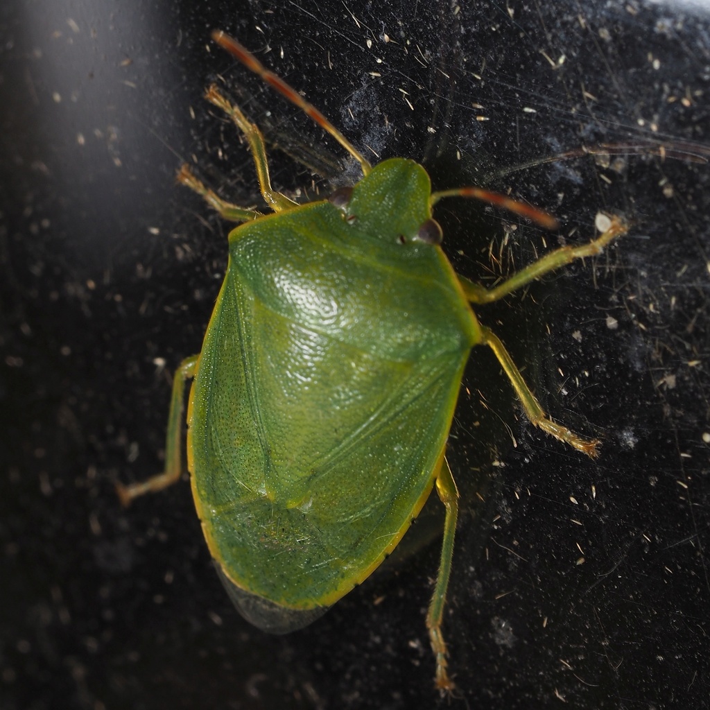 Acrosternum heegeri (Madeira True Bugs) · iNaturalist