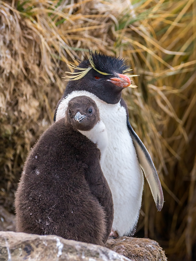 Western Rockhopper Penguin (Eudyptes chrysocome chrysocome) - Avian ...