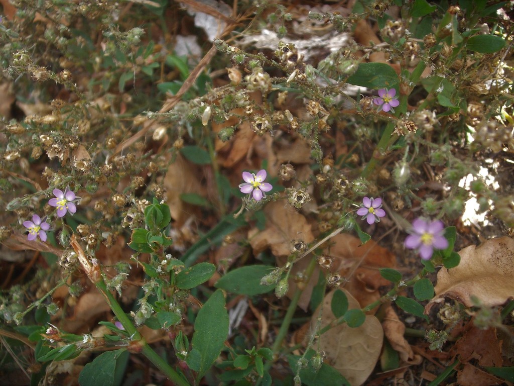 Red Sand Spurrey from Hillcrest, Hamilton on January 24, 2020 by ...