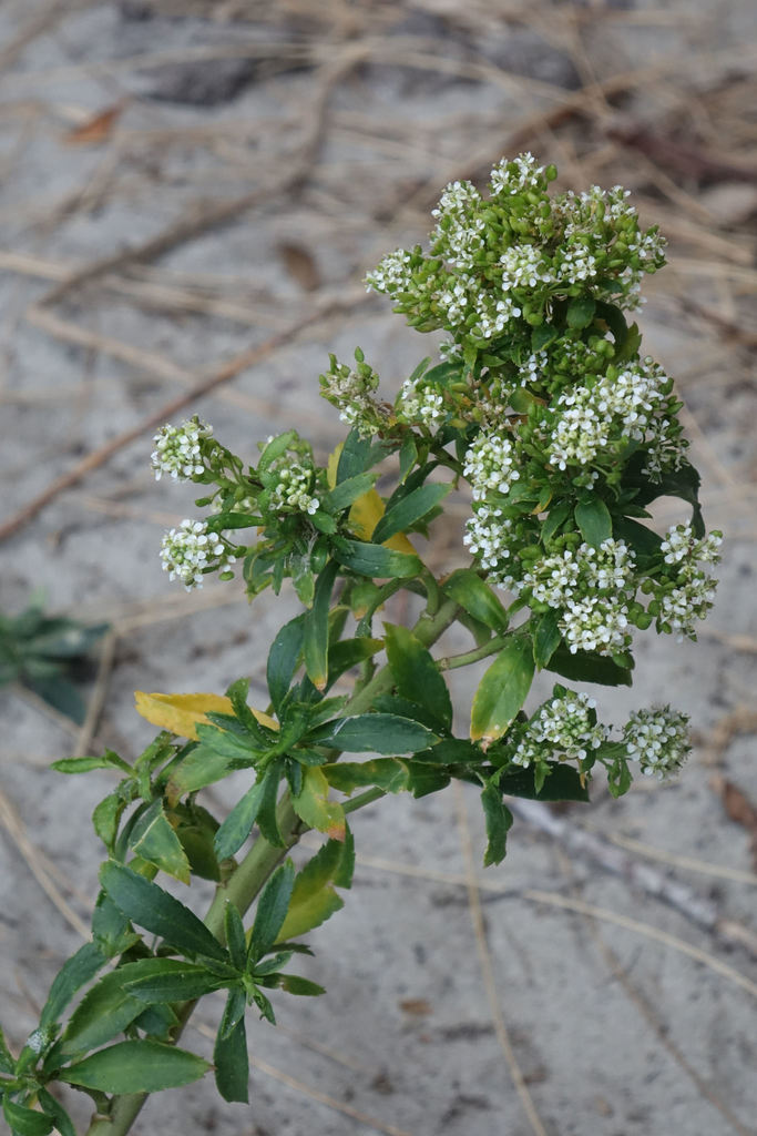 Scurvy Grass in January 2020 by John Barkla. Locally common on sand ...