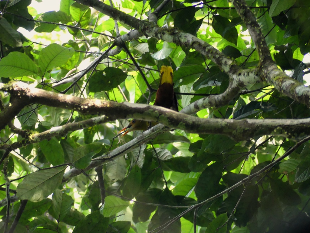 Green Oropendola from Central Suriname Nature Reserve, Boven Coppename ...