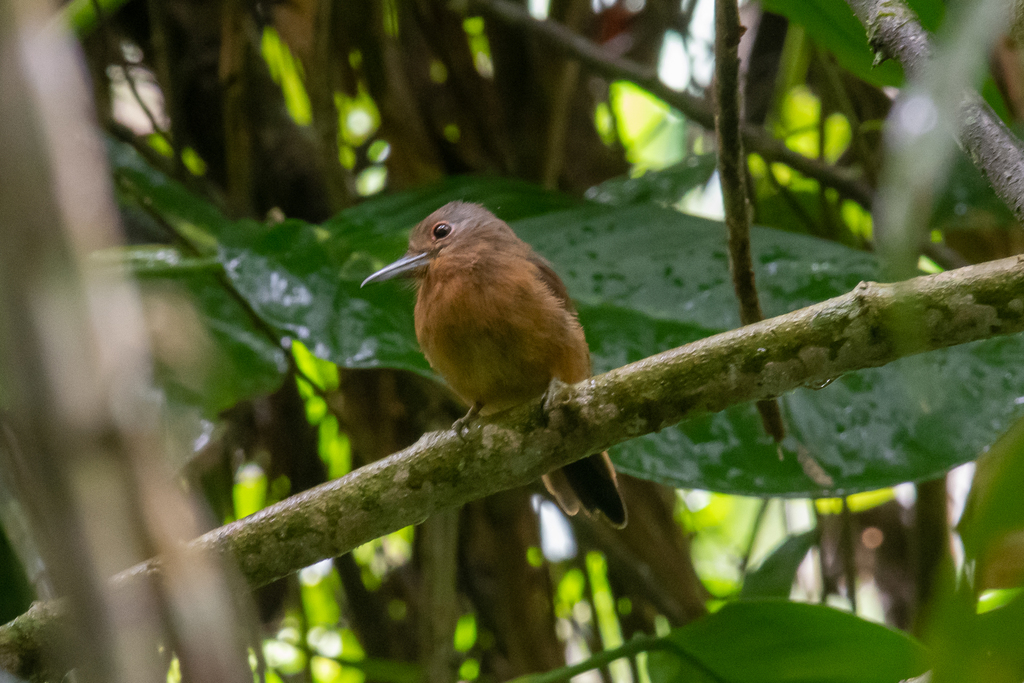 Brown Nunlet (Birds of Loreto, Peru) · iNaturalist
