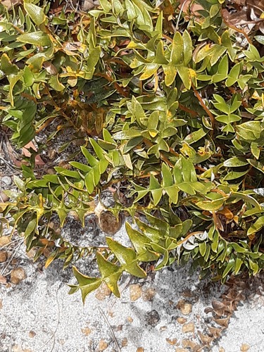 Banksia porrecta · iNaturalist United Kingdom