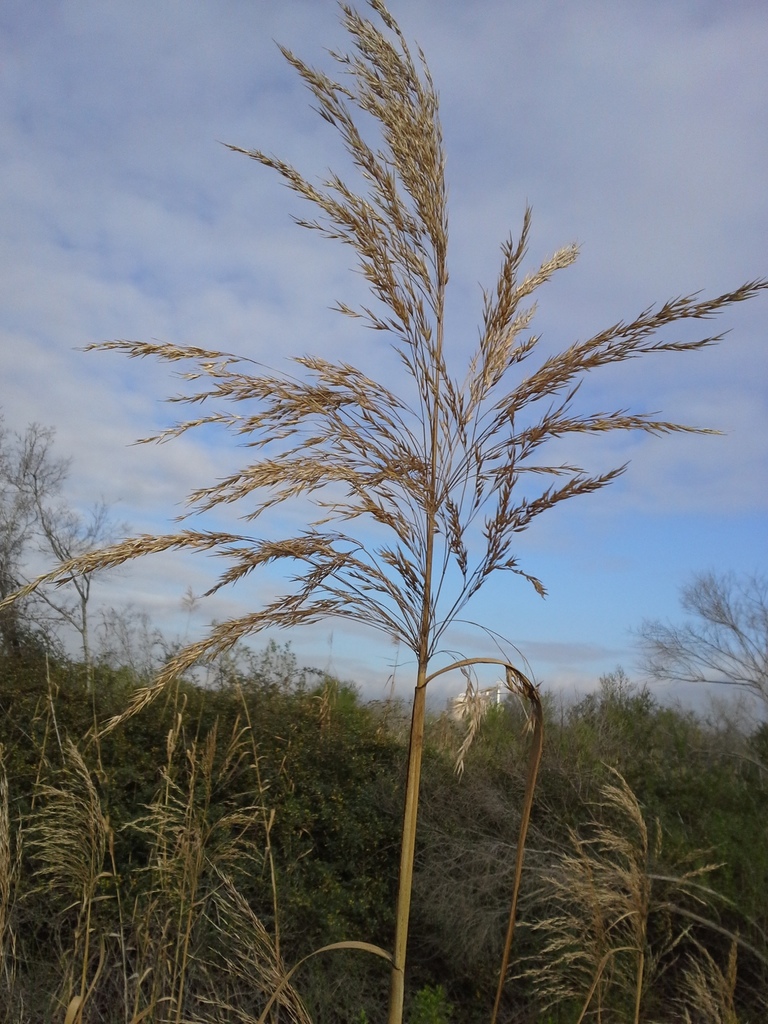 common reed from Harris County, TX, USA on March 11, 2014 at 09:51 AM ...