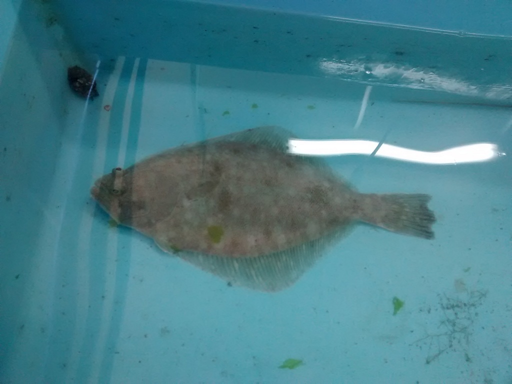 Fine Flounder from Concepción Province, Bío Bío Region, Chile on ...