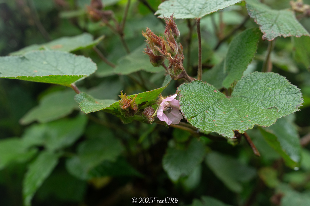Rubus treutleri from Longyang District, Baoshan, Yunnan, China on July ...