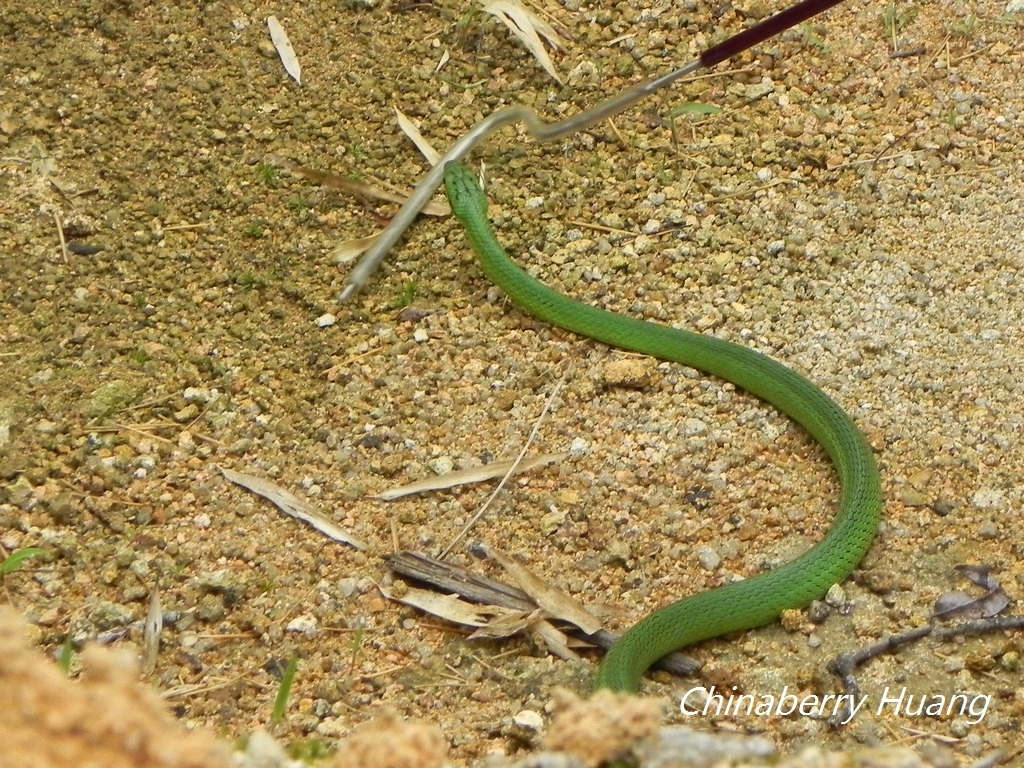 Rein Snake from 中國福建省南平市武夷山市 on August 5, 2010 at 07:25 AM by Lijin ...
