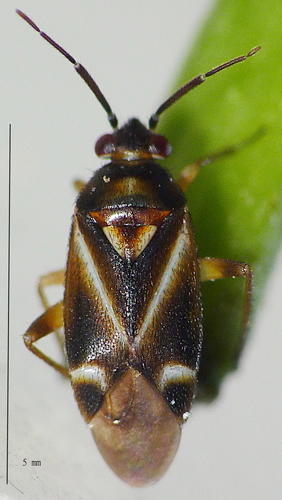 Melaleucaphylus polyphagus · iNaturalist