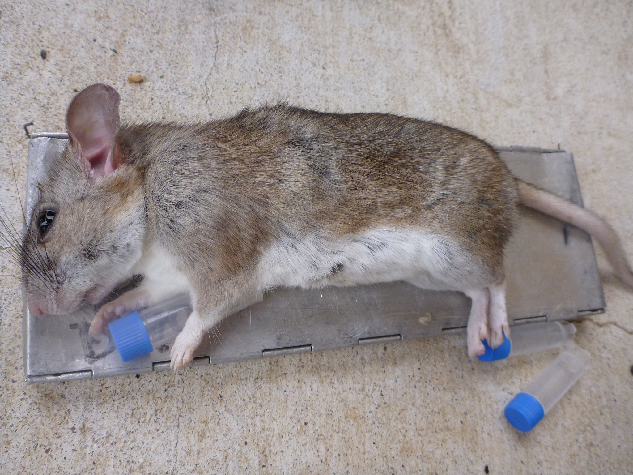 Neotoma leucodon Merriam, 1894