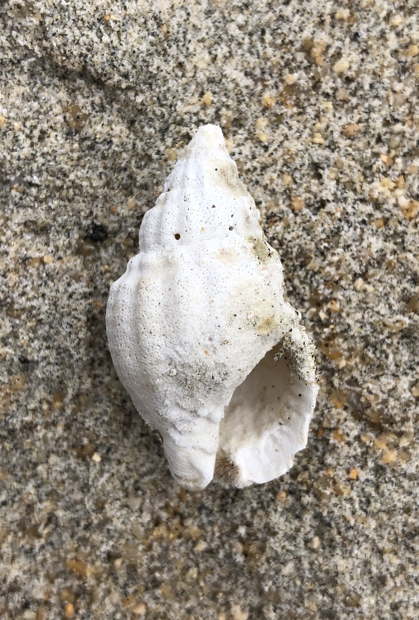 Cominella nassoides (Reeve, 1846)