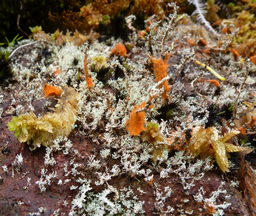 Orange Terrestrial Algae from Saint-Claude, Guadeloupe on June 9, 2016 at 07:12 PM by Micha Baum ...