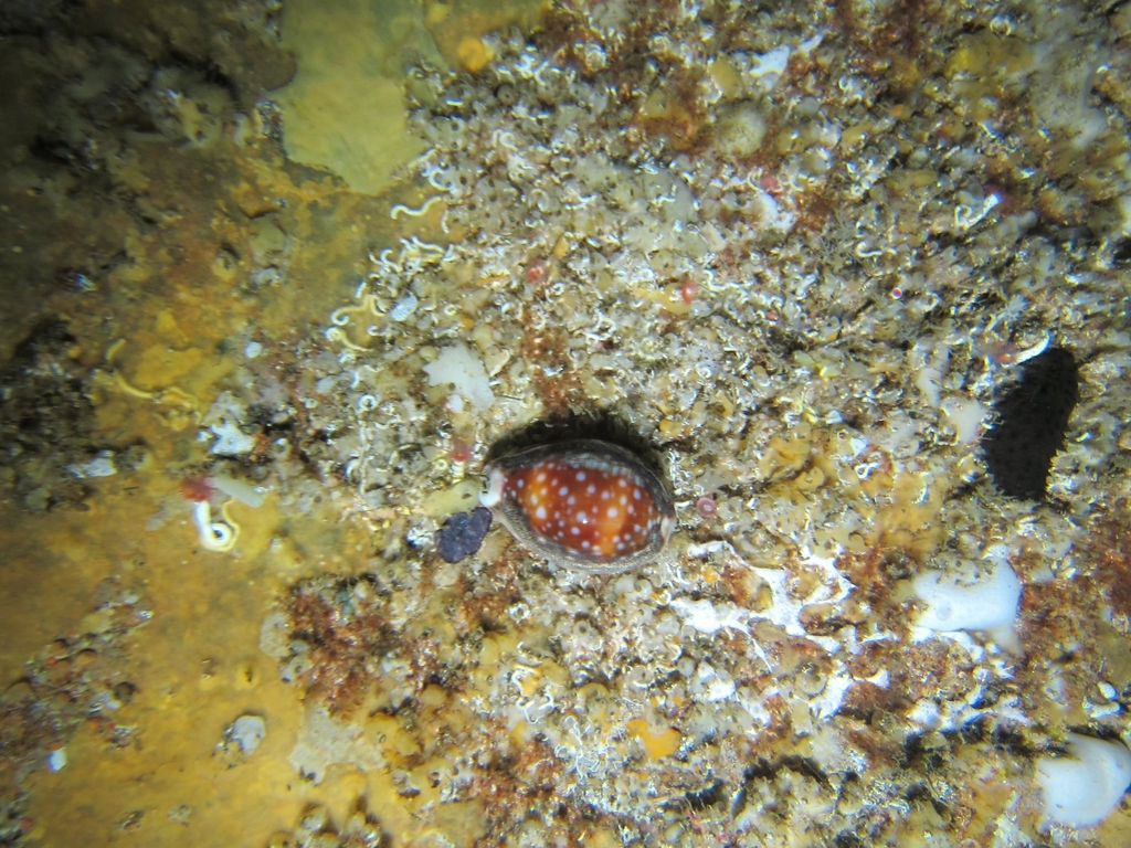 Calf Cowry from Jerseyville NSW 2431, Australia on December 28, 2016 by ...
