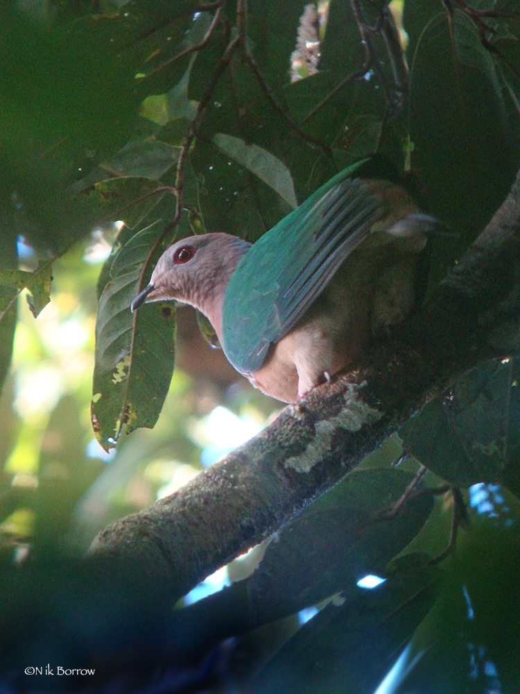 Purple-tailed Imperial Pigeon (Ducula rufigaster) - Avian Discovery