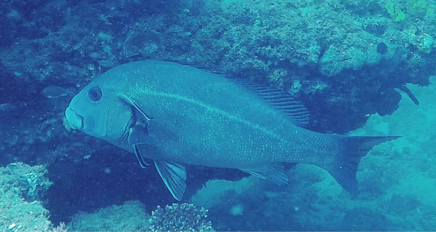 Blue Bastard (Plectorhinchus caeruleonothus) - Marine Life Identification