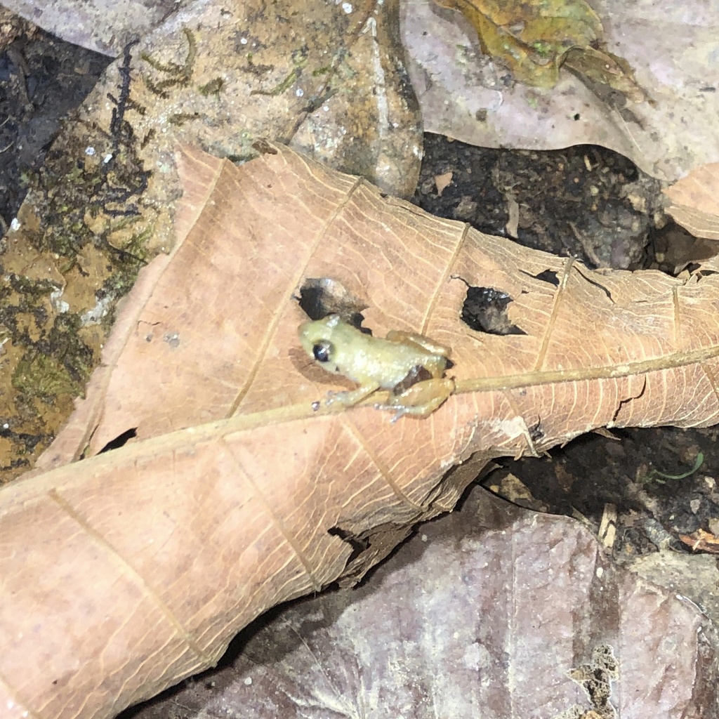 Agua Buena Robber Frog in January 2020 by Dan MacNeal · iNaturalist