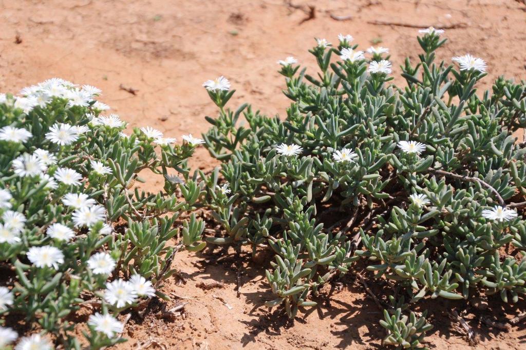 Karoo Sheepfig (Delosperma subincanum) - Botanical Realm
