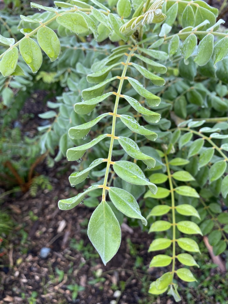 Necklace pod (Sophora tomentosa) - Botanical Realm