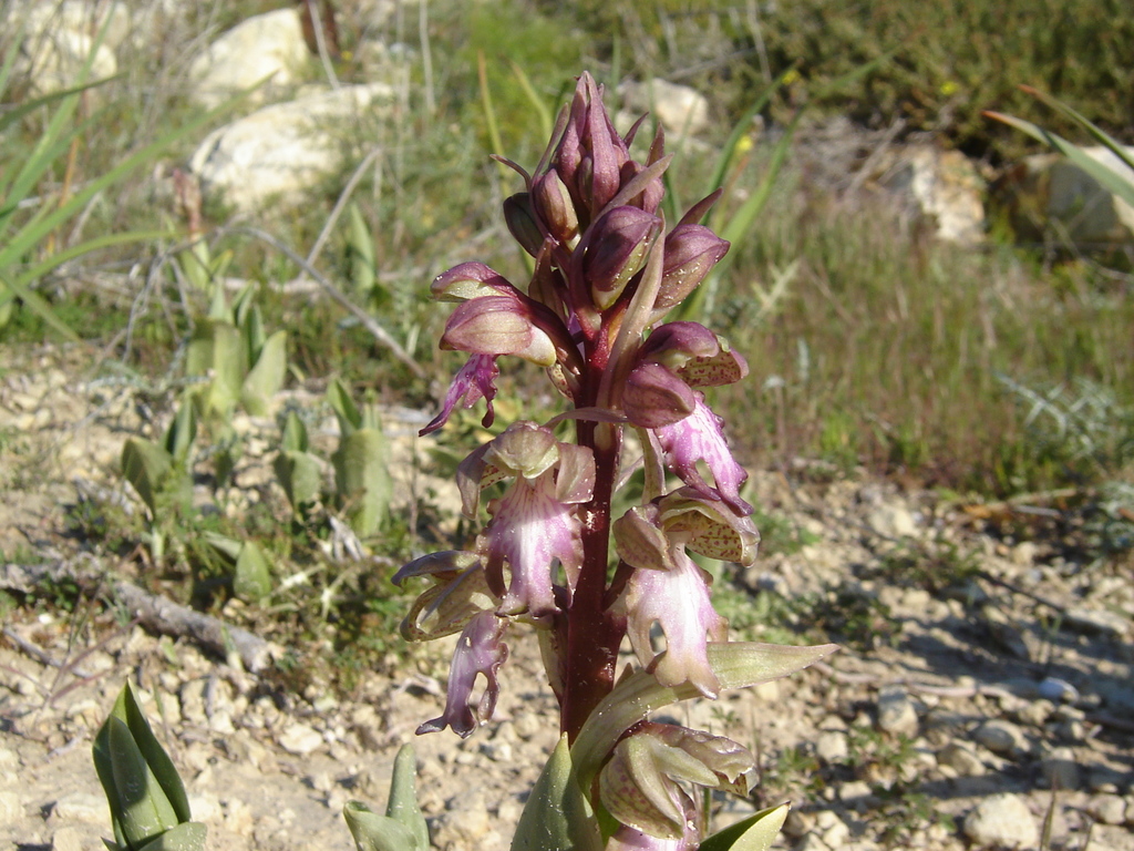 giant orchid from Paphos, Cyprus on February 08, 2007 at 08:39 AM by ...