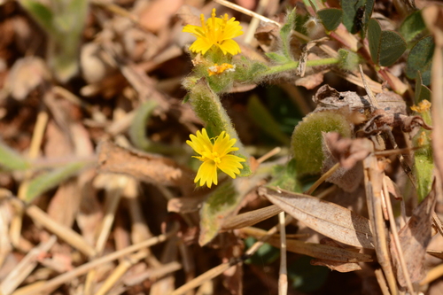 Nanothamnus sericeus · iNaturalist