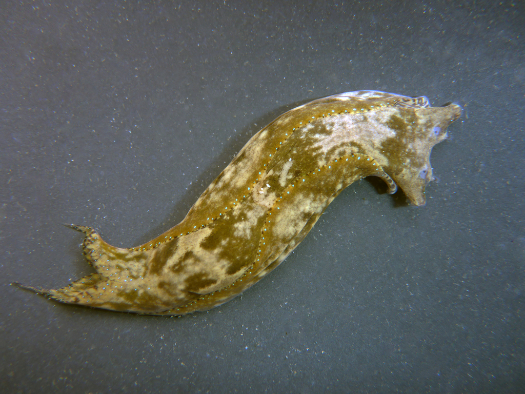Riddle Navanax (Possibly Galapagos Sea Slugs - WORK IN PROGRESS ...