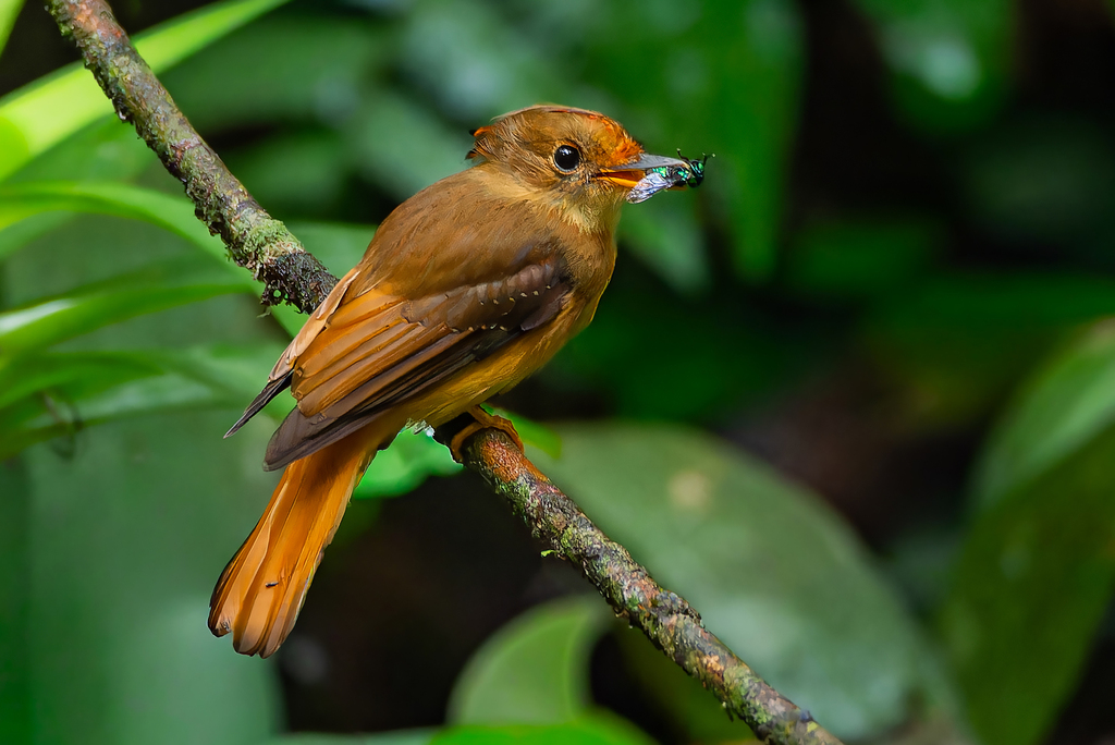 Atlantic Royal Flycatcher in December 2025 by Luciano Bernardes ...