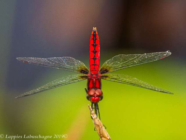 Pygmy Basker (Dragonflies and damselflies of Namibia and Botswana ...