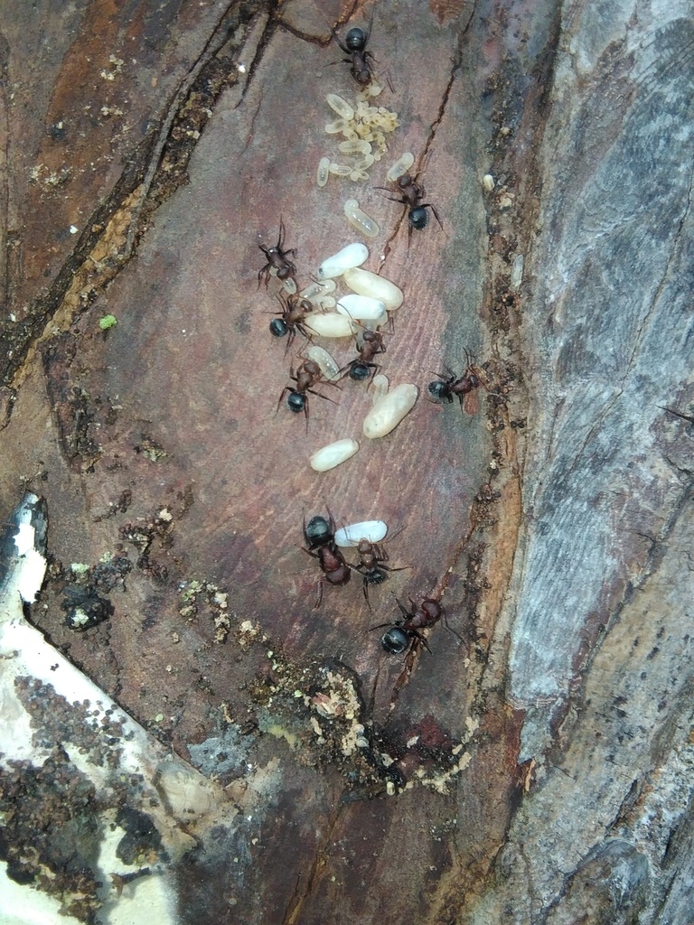 Compact Carpenter Ant from Cordilleras de La Sierra Maestra, Cuba on ...