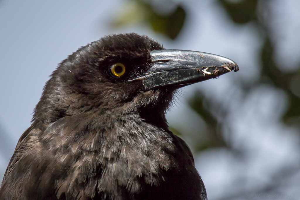 Pied Currawong (Anglesea flora and fauna) · iNaturalist