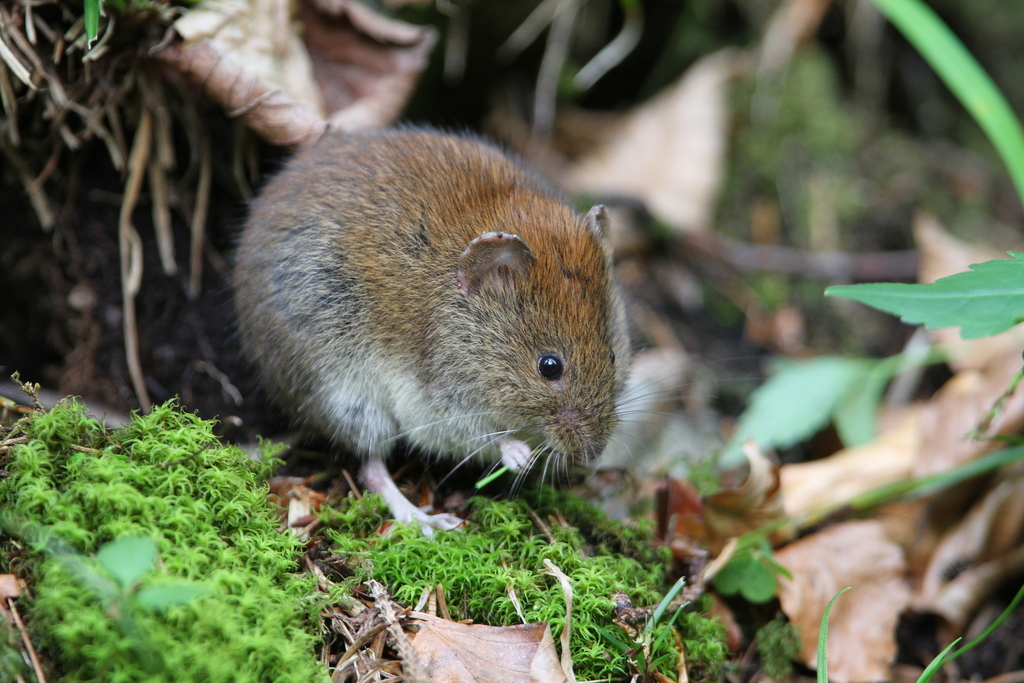 Red-backed Voles (Clethrionomys) - Know Your Mammals