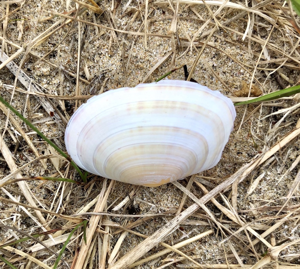 Sunset Clams from Rakiura National Park, Halfmoon Bay, Southland, NZ on ...