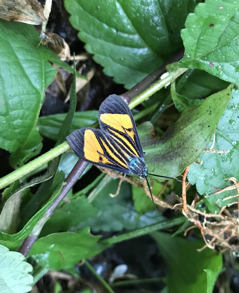 Callopepla grandis (Mariposas da Tribo Arctiini ocorrentes no estado de ...