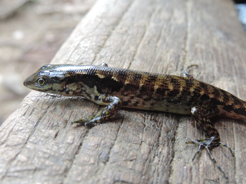 Sphenomorphus variegatus from SM Nantu on May 31, 2014 at 09:27 AM by ...