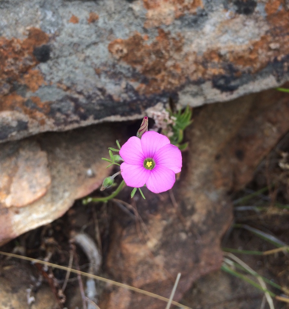 Biffed Sorrel (Oxalis bifida) - Botanical Realm