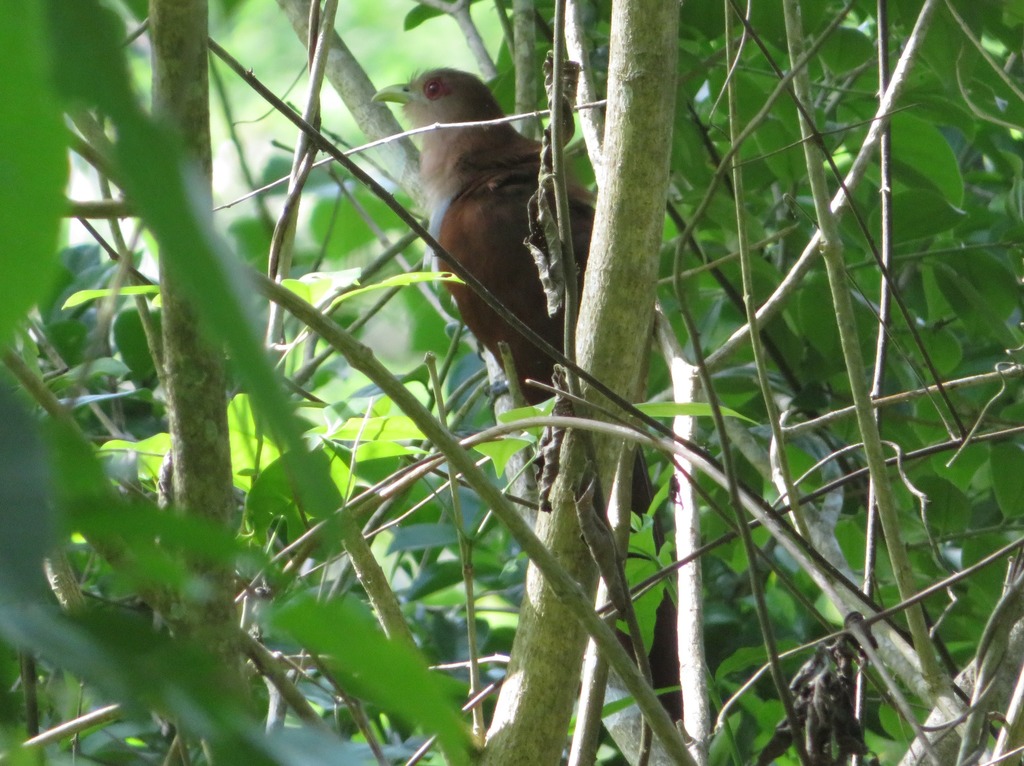 Squirrel Cuckoo from Satipo, Peru on October 25, 2019 at 08:24 AM by ...