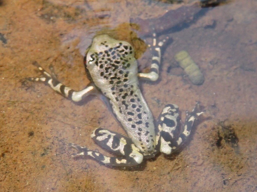 Henle's Spiny-backed Frog from Satipo, Peru on October 25, 2019 at 09: ...