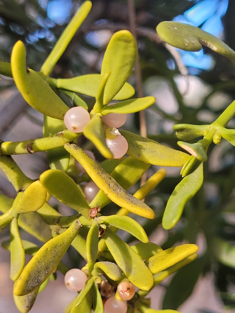 Fir Mistletoe from Angelus Oaks, CA 92305, USA on December 19, 2025 at ...