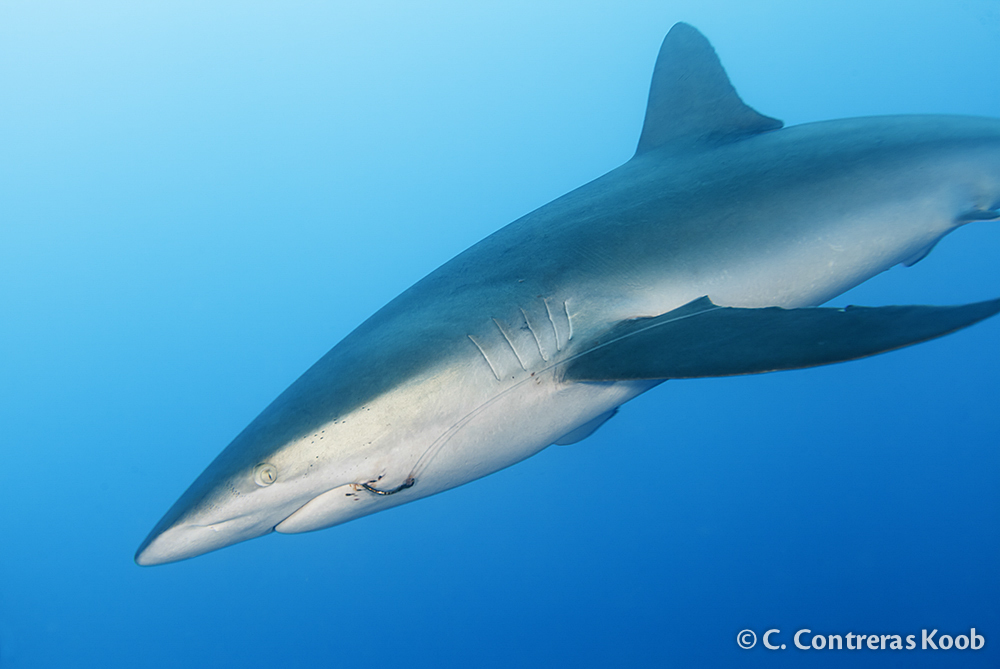 Silky Shark in March 2017 by Programa Marino del Golfo de California ...