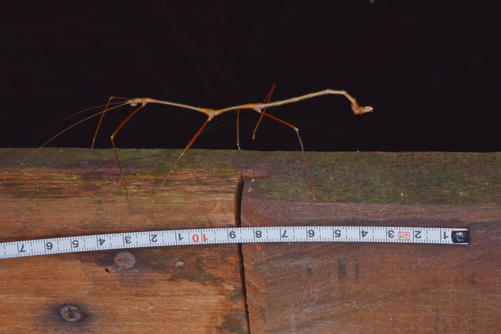 Lonchodes jejunus from 马来西亚 Sarawak, 姆鲁山国家公园 on August 8, 2025 at 07:08 ...