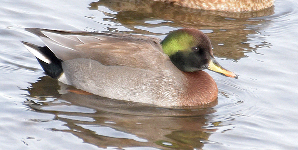 Brewer's Duck (Anas platyrhynchos × Mareca strepera) - Avian Discovery
