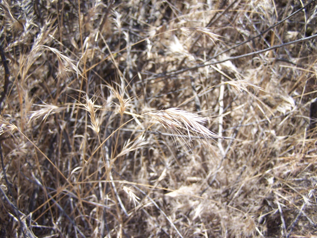 Cheat Grass (Invasive Exotic Plants of North Carolina) · iNaturalist
